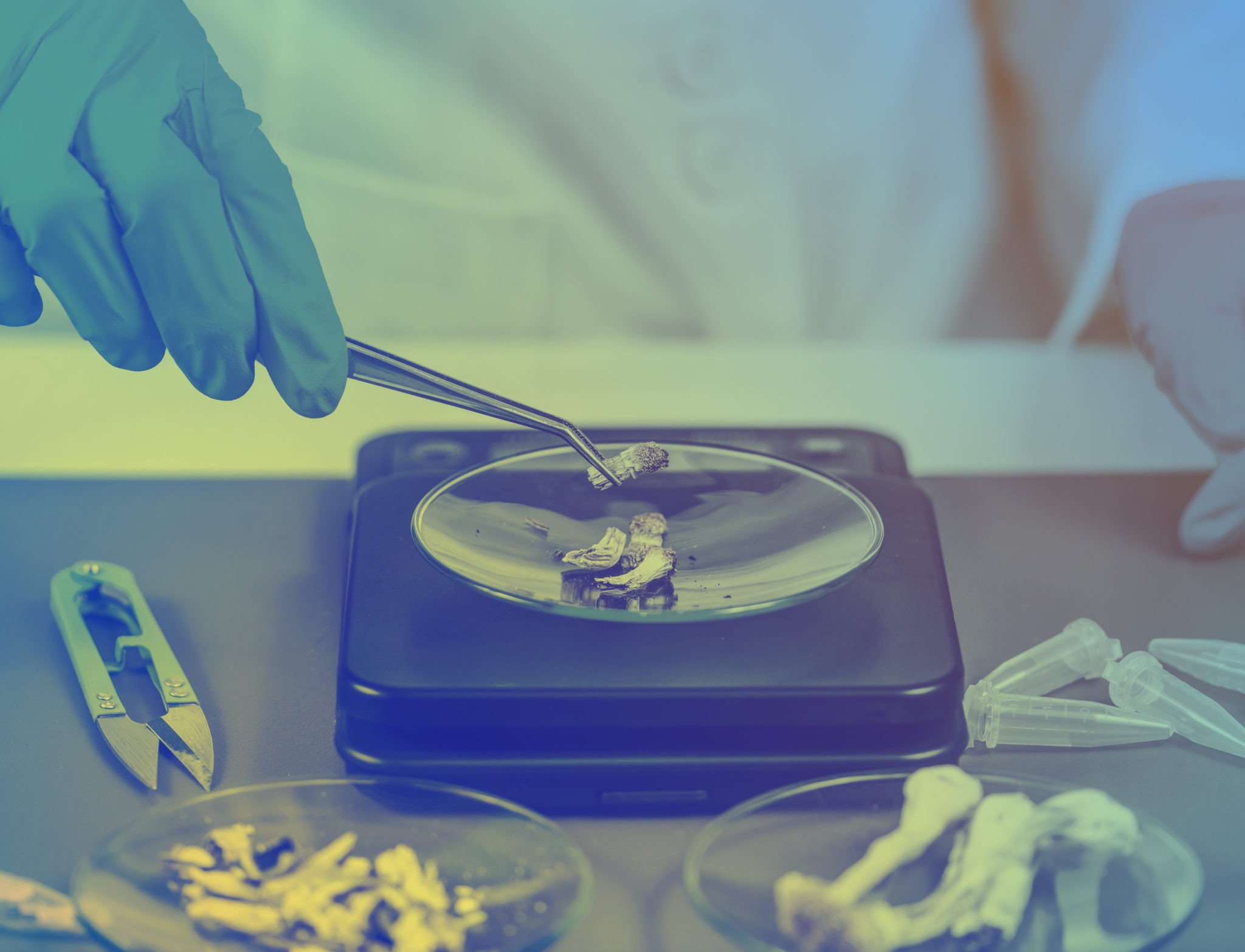 The Movement to Decriminalize Psilocybin, Explained - The Appeal